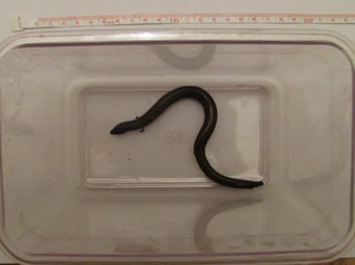 Three-clawed worm-skink - Anomalopus verreauxii??? | Aussie Pythons ... Three-clawed worm-skink - Anomalopus verreauxii??? | Aussie Pythons ...