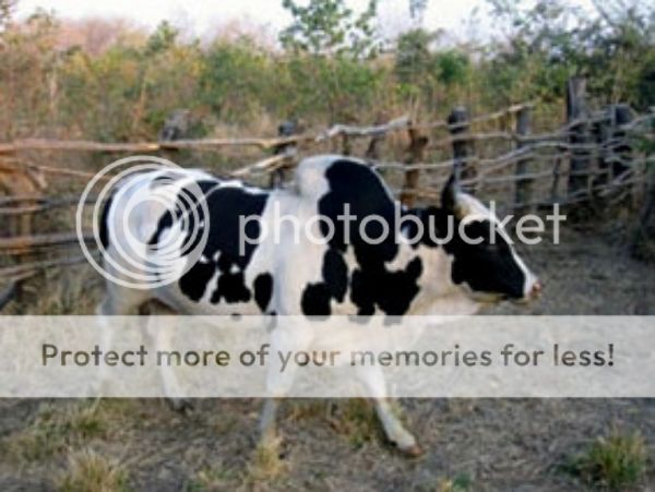 Herd Of Cattle? Bulls, Cows And Calves On Stamps - Page 9 - Stamp ...