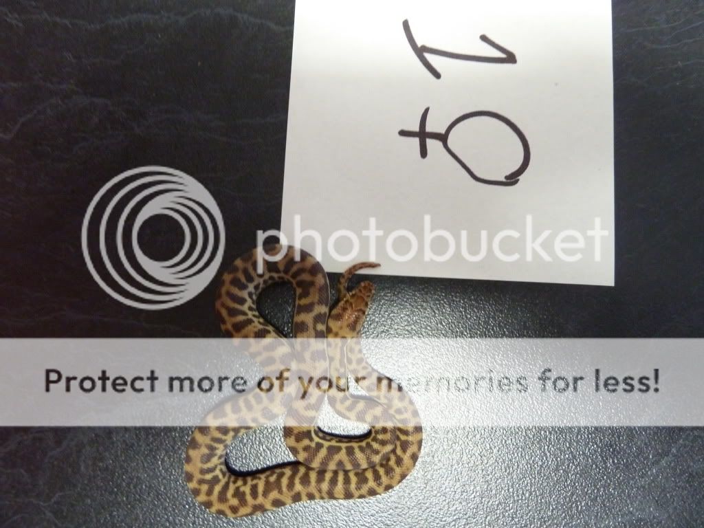 Broome Stimson pythons | Aussie Pythons & Snakes Forum