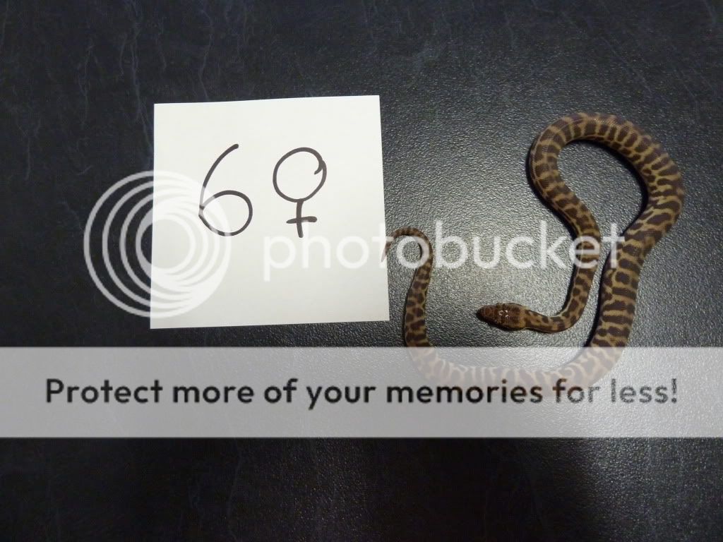 Broome Stimson pythons | Aussie Pythons & Snakes Forum