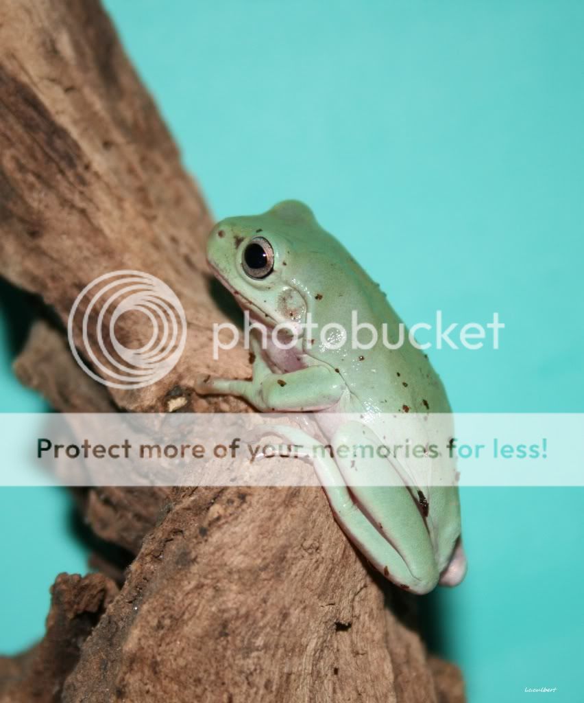 Baby Whites Tree Frogs | Reptile Forums