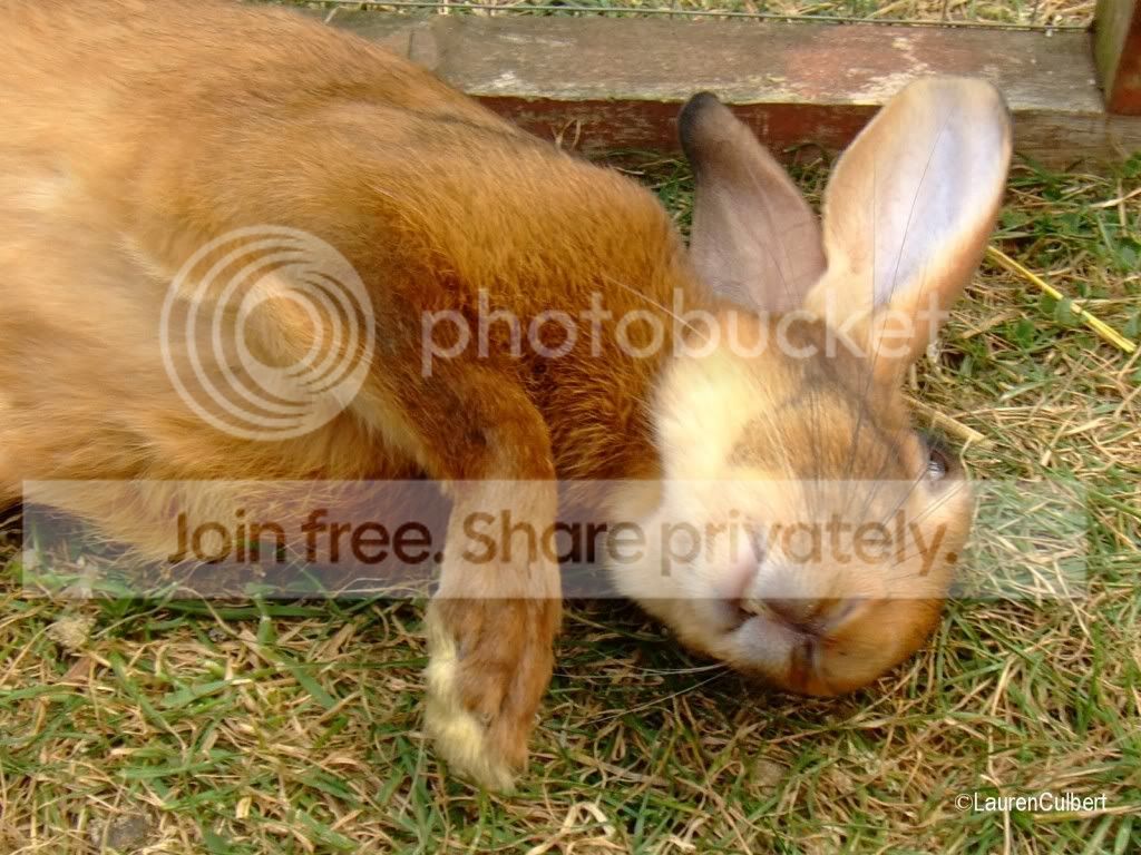 My Belgian Hare | Reptile Forums